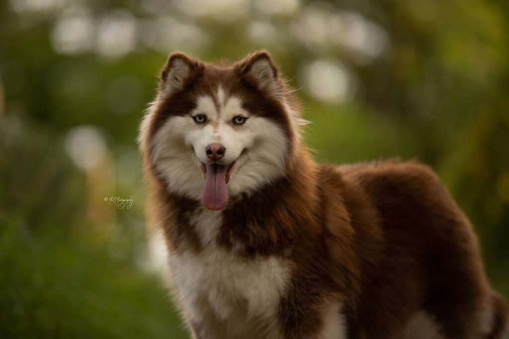 Le Pomsky - Les Joyaux des Ki millacs